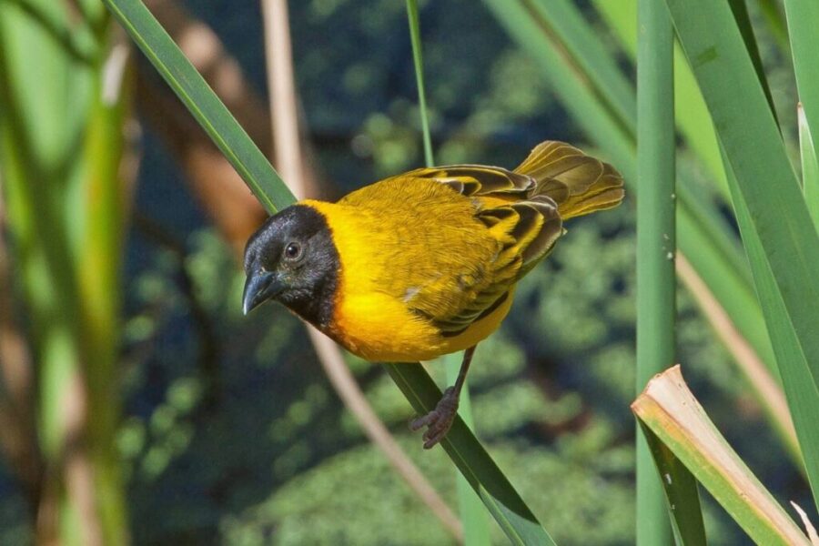 Birding Holidays in the Algarve - Legendary Adventure DMC Portugal
